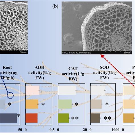 Scanning Electronic Microscope Of Transverse Root Sections At 25 Cm A