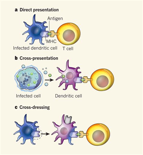 Antigen Presenting Cells