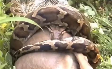watch anaconda eats calf in viral video