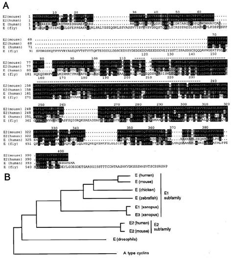 cyclin e2 sequence and evolutionary conservation a multiple