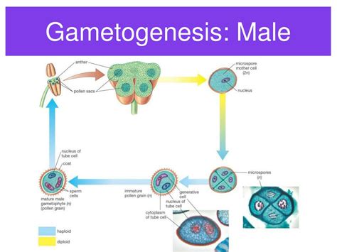 Ppt Plant Reproduction Powerpoint Presentation Free Download Id