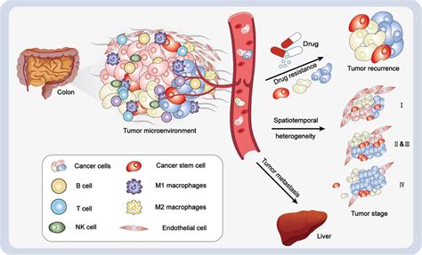 Illustration Of The Heterogeneity Of A Tumor Cancer Cells Immune