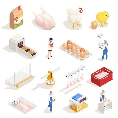 Premium Vector Chicken Poultry Production Farm Isometric Elements Set