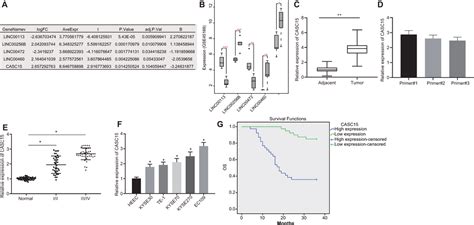Silencing Of Long Non Coding Rna Casc15 Enhances Radiosensitivity Of