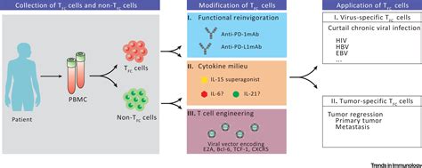 A Portrait Of Cxcr5 Follicular Cytotoxic Cd8 T Cells Trends In