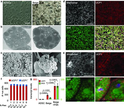 Efficient Generation Of Beige Adipocytes From Adscs A Phase Contrast
