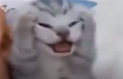 Создать мем орущий кот кот котик из мема Картинки Meme