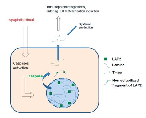 Schematic Representation Of Intracellular And Extracellular Effects Of