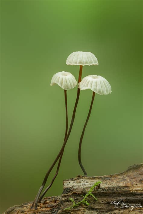 Collared Parachute Mushroom Marasmius Rotula Robert Thompson