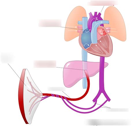 Fetal Circulation Before And After Birth Diagram Quizlet