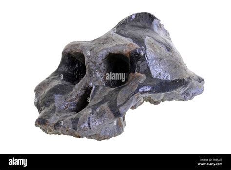 Prehistoric Man Australopithecus Africanus Replica Of The Skull