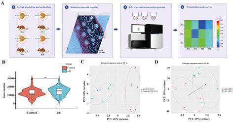 Ijms Free Full Text Spatial Transcriptomic Analysis Reveals