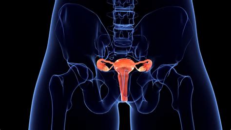 Vagina On A Chip A Breakthrough For Bacterial Vaginosis Research