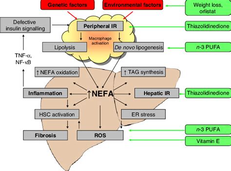 Key Pathways In The Pathogenesis Of Non Alcoholic Fatty Liver Disease