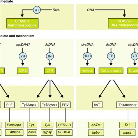 Classification Of Eukaryotic Transposable Elements Schematic And