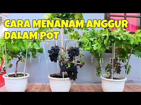 Panduan Lengkap Cara Menanam Buah Anggur Agar Cepat Berbuah Cara