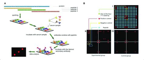 microarray design and experimental procedures a peptides design