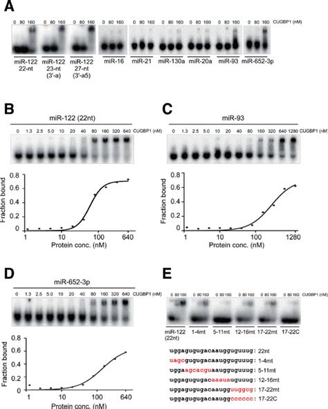 Cugbp1 Specifically Recognizes Gu Rich Mirnas A Emsas To Determine