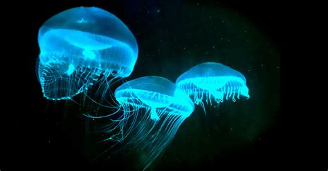 The Secret History Of Bioluminescence Hakai Magazine