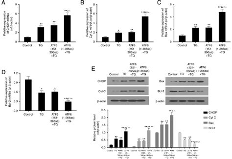 Mrna Expression And Protein Level Of Apoptosis Related Genes Chop