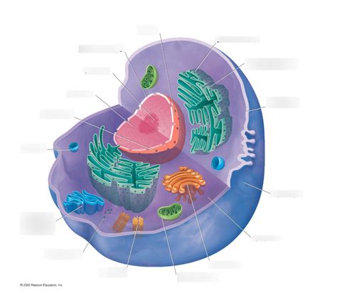 Chapter 1 Eukaryotic Cell Diagram Diagram Quizlet