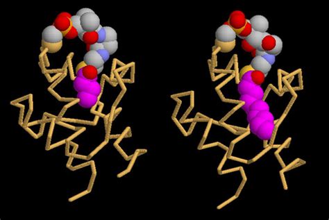 Pdb 101 Molecule Of The Month Fatty Acid Synthase