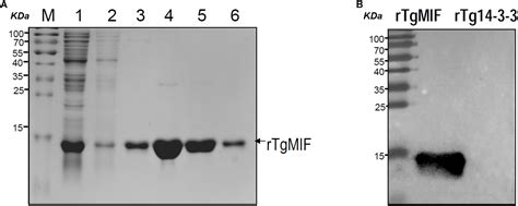 Frontiers Protective Effect Against Toxoplasmosis In Balb C Mice