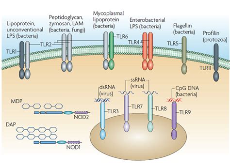 Receptors Of Immune System Science Of Healthy