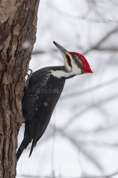 Pileated Woodpecker Dryocopus Pileatus Stock Image Image Of Beak