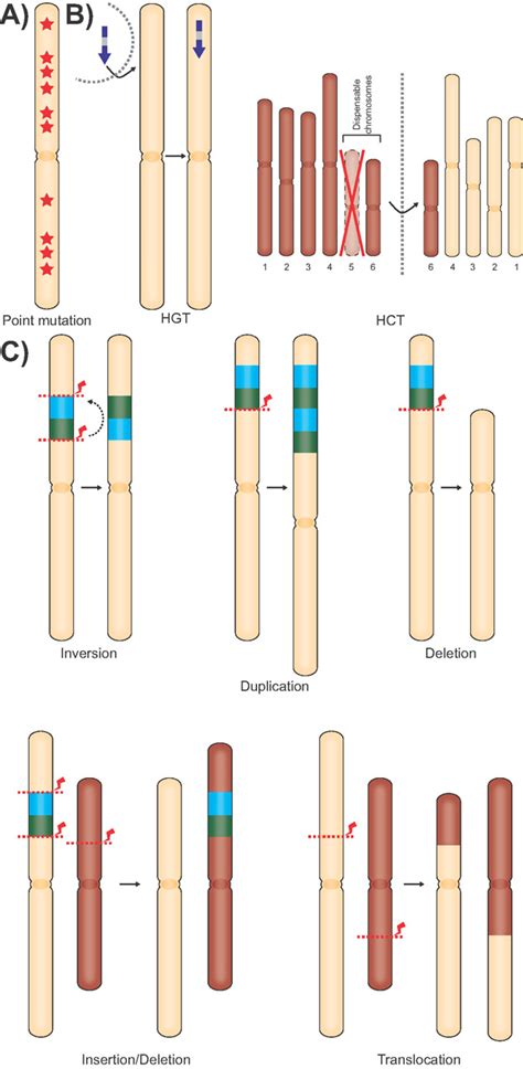 Sex Or No Sex Evolutionary Adaptation Occurs Regardless Seidl 2014