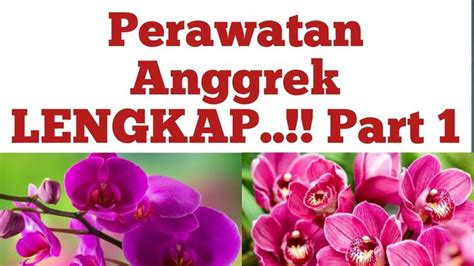 Cara Menanam Anggrek Agar Subur Dan Berbunga Bagian 1 Cara Menanam