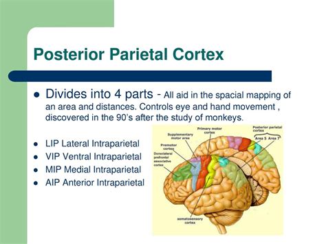 Cerebrum The Largest Part Of The Brain Ppt Download