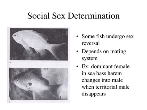 Sex And Sex Ratio What Is Sex Why Sex Ppt Download