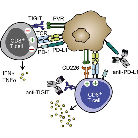 The Immunoreceptor Tigit Regulates Antitumor And Antiviral Cd8 T Cell