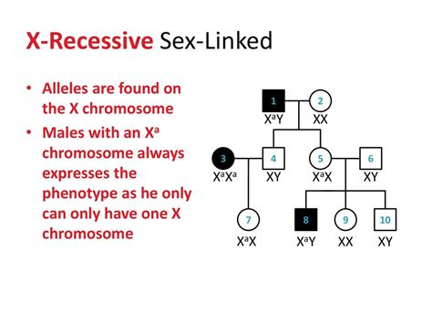 Pedigree Analysis Ppt Download