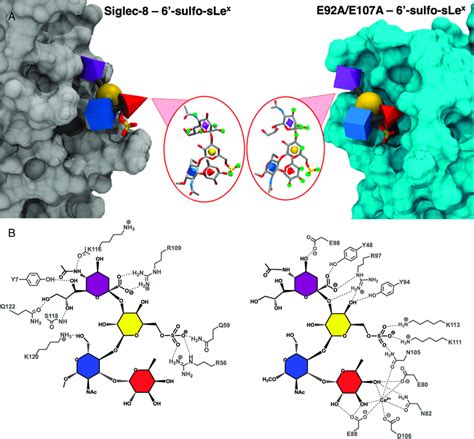 A Representative Structures For Siglec 8 6 0 Sulfo Sle X And