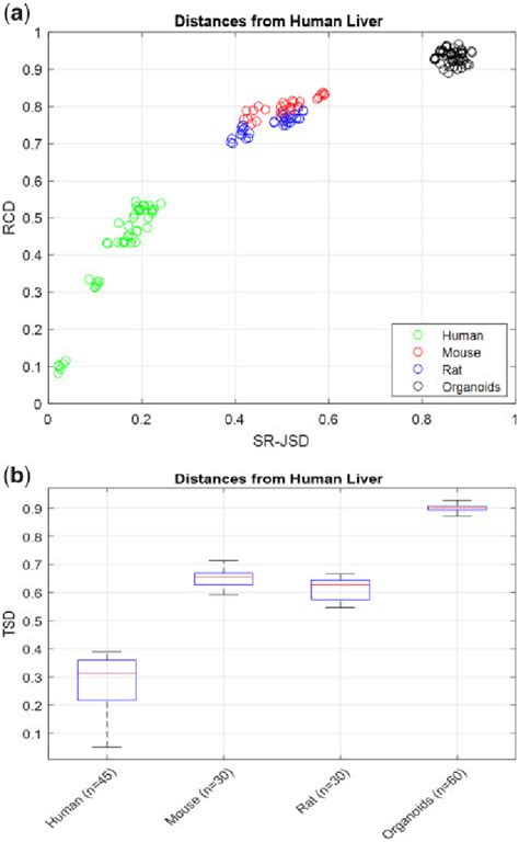 The Distances Of The Different Liver Models From The Human Liver A