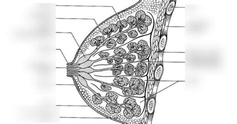 Breast Anatomy Diagram Quizlet