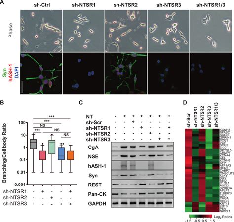 Ntsr1 And Ntsr3 Are Required For Nts Stimulated Ned In Lncap Cells A