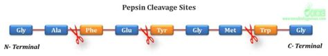 What Is Enzyme Substrate Specificity Easybiologyclass