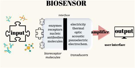 Working Principle Of Biosensors As Seen In Figure 1 Biomolecule Based