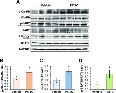Oral Administration Of Peitc Stimulates Leptin Signaling In The