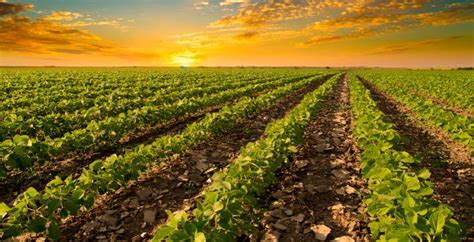 Increasing Crop Yields With Big Data Rambus