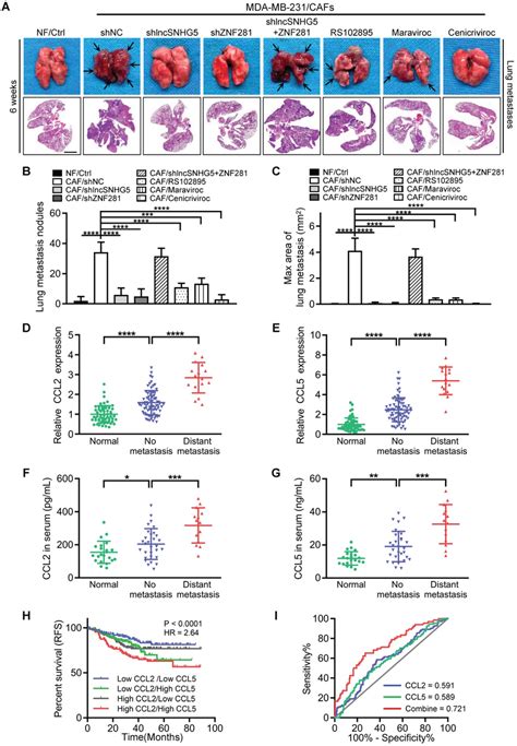 The Lncsnhg5 Znf281 Ccl2 Ccl5 Signaling Axis Facilitates Bc Metastasis