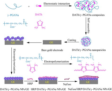 Schematic Illustration Of The Biosensor Fabrication Using The