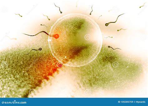 Cellula Delluovo E Dello Sperma Illustrazione Di Stock Illustrazione
