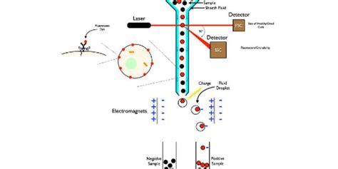single cell transcriptomics content tag