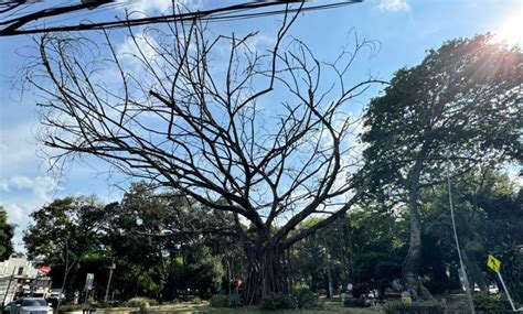 Icónico árbol De Caucho En El Parque Del Perro De Cali Será Erradicado