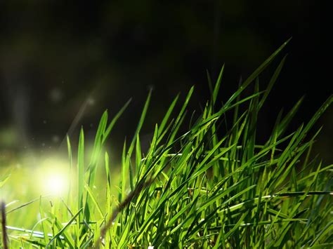 Green Grass Hd Wallpaper Wallpaper Flare