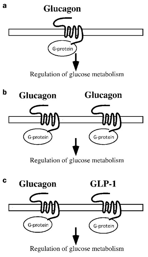 Model For The Evolution Of The Glucagon Like Peptide 1 Glp 1 Function